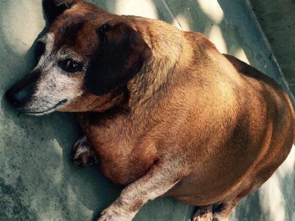 “Fat Vincent” Is Now “Skinny Vinnie” and Looking for a Family - Lucky ...